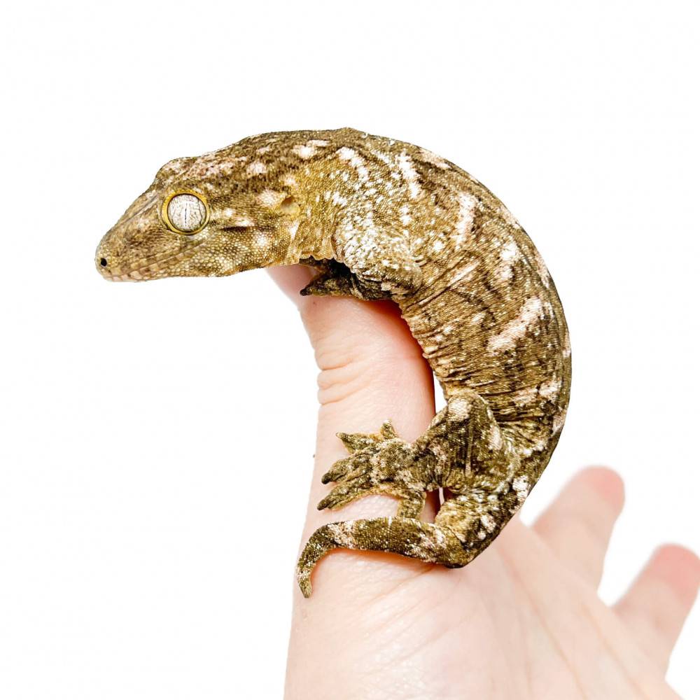 Gecko géant de Nouvelle Calédonie - Rhacodactylus leachianus
