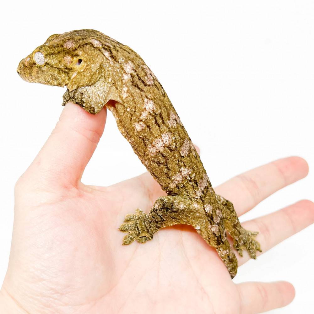 Gecko géant de Nouvelle Calédonie SUBADULTE - Rhacodactylus leachianus