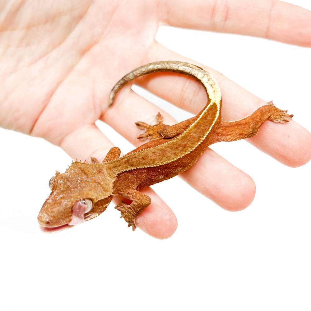 Gecko à crête "Red Pinstripe" - Correlophus ciliatus