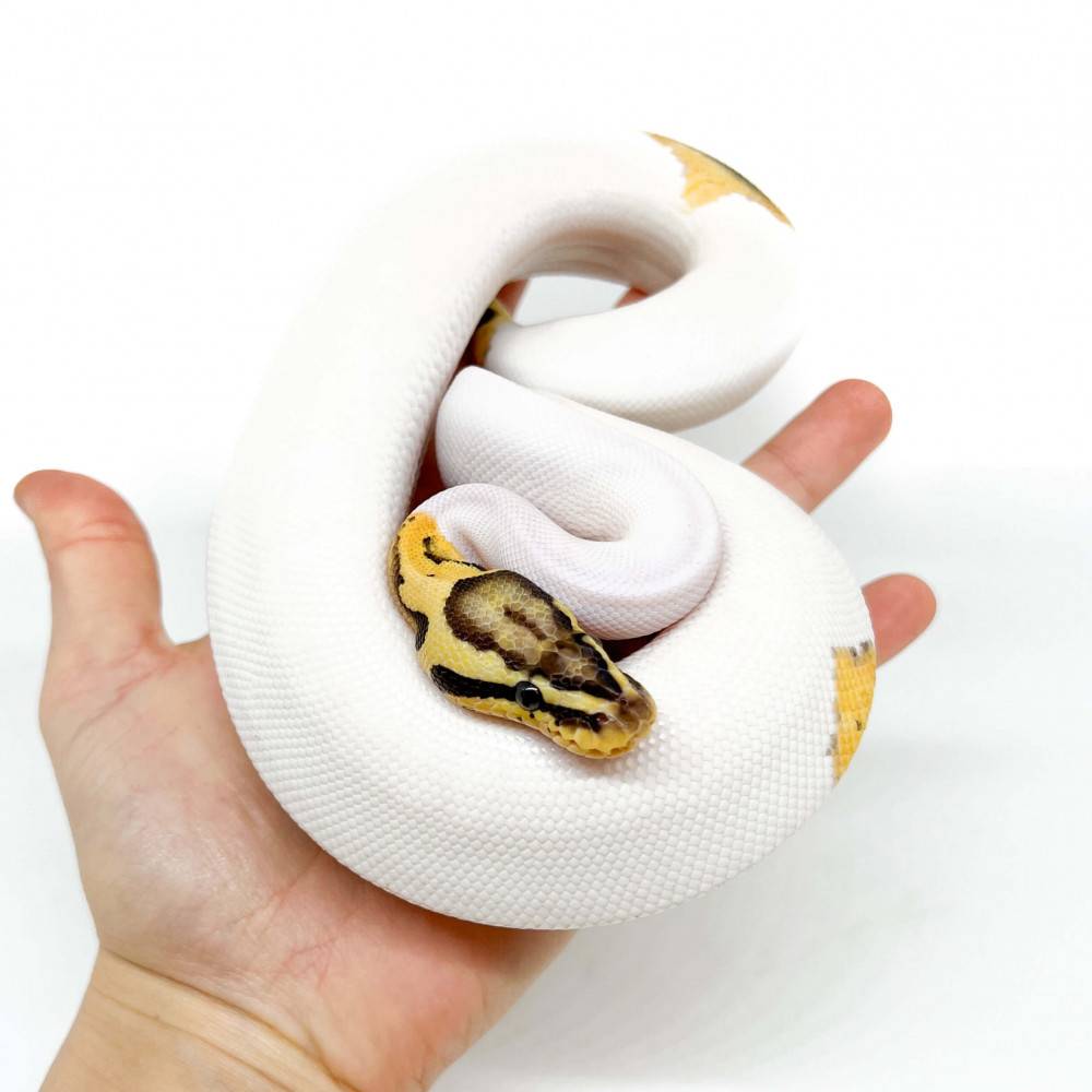 Python Regius Pastel Fire Piebald Python Royal 