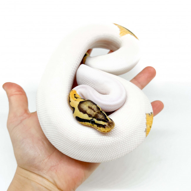 Python regius "Pastel Fire Piebald" - Python royal