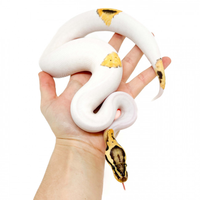 Python regius "Pastel Fire Piebald" - Python royal