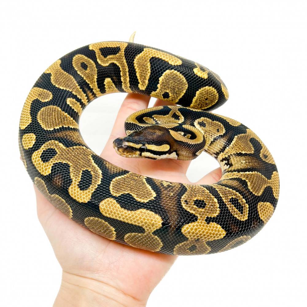 Python regius "Yellow Belly" - Python royal