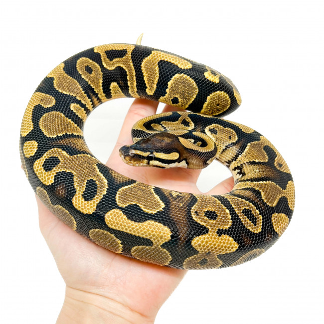 Python regius "Yellow Belly" - Python royal