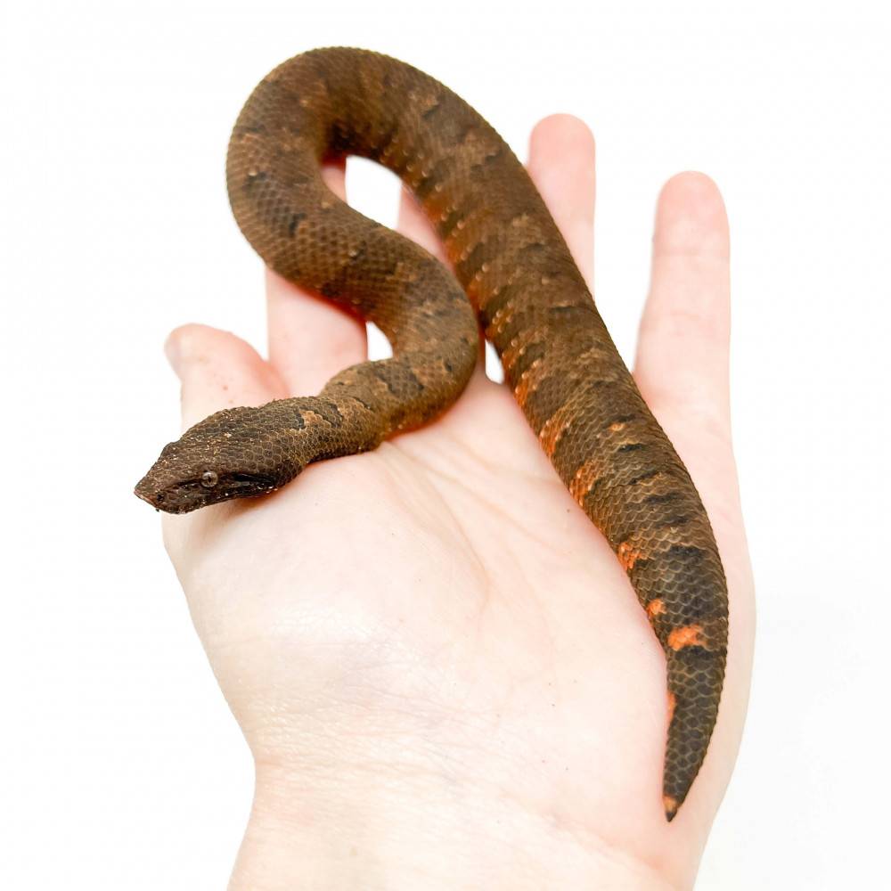 Boa vipère - Candoia aspera (Bebesaurus, un large choix de serpents)