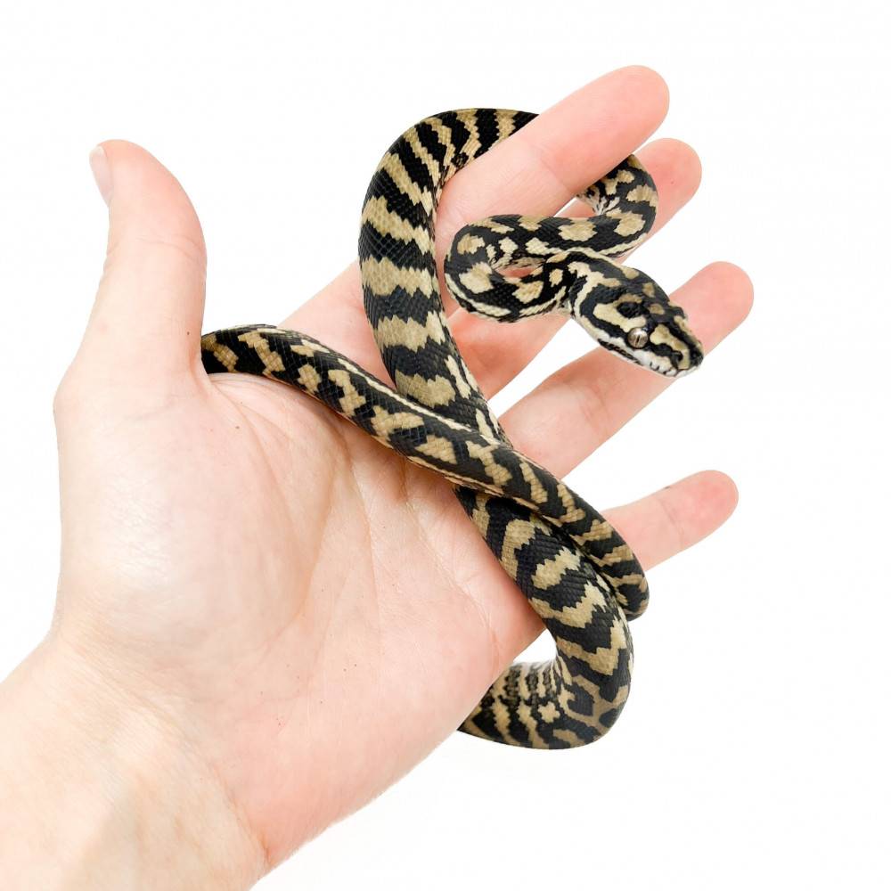 Morelia spilota harrisoni - Python tapis du Nord