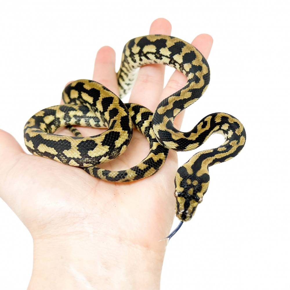 Morelia spilota harrisoni - Python tapis du Nord