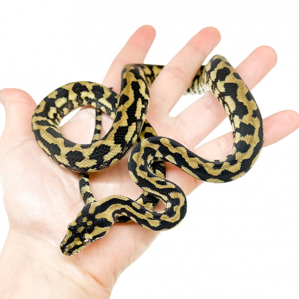 Morelia spilota harrisoni - Python tapis du Nord