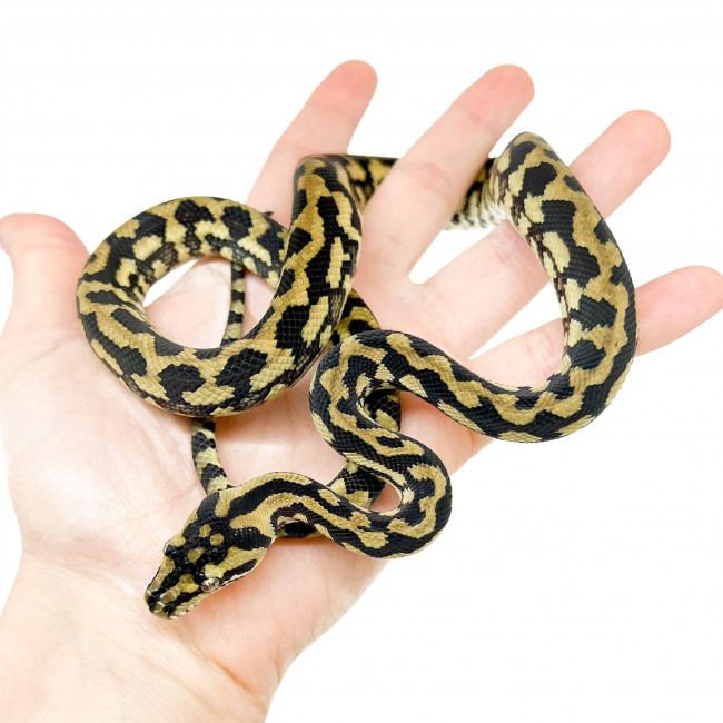 Morelia spilota harrisoni - Python tapis du Nord