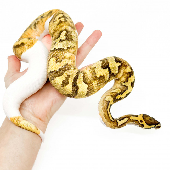 Python regius "Fire Enchi Piebald" - Python royal