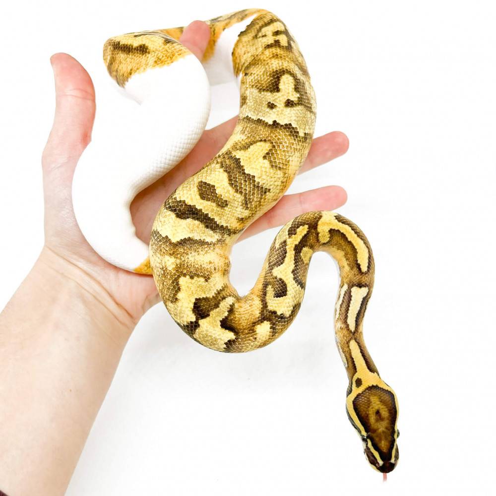 Python regius "Fire Enchi Piebald" - Python royal