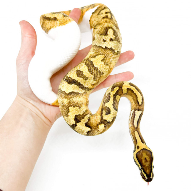 Python regius "Fire Enchi Piebald" - Python royal