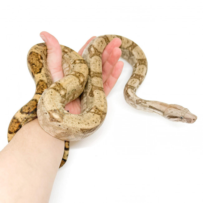 Boa (imperator) constrictor "Hogg Island" - Boa empereur