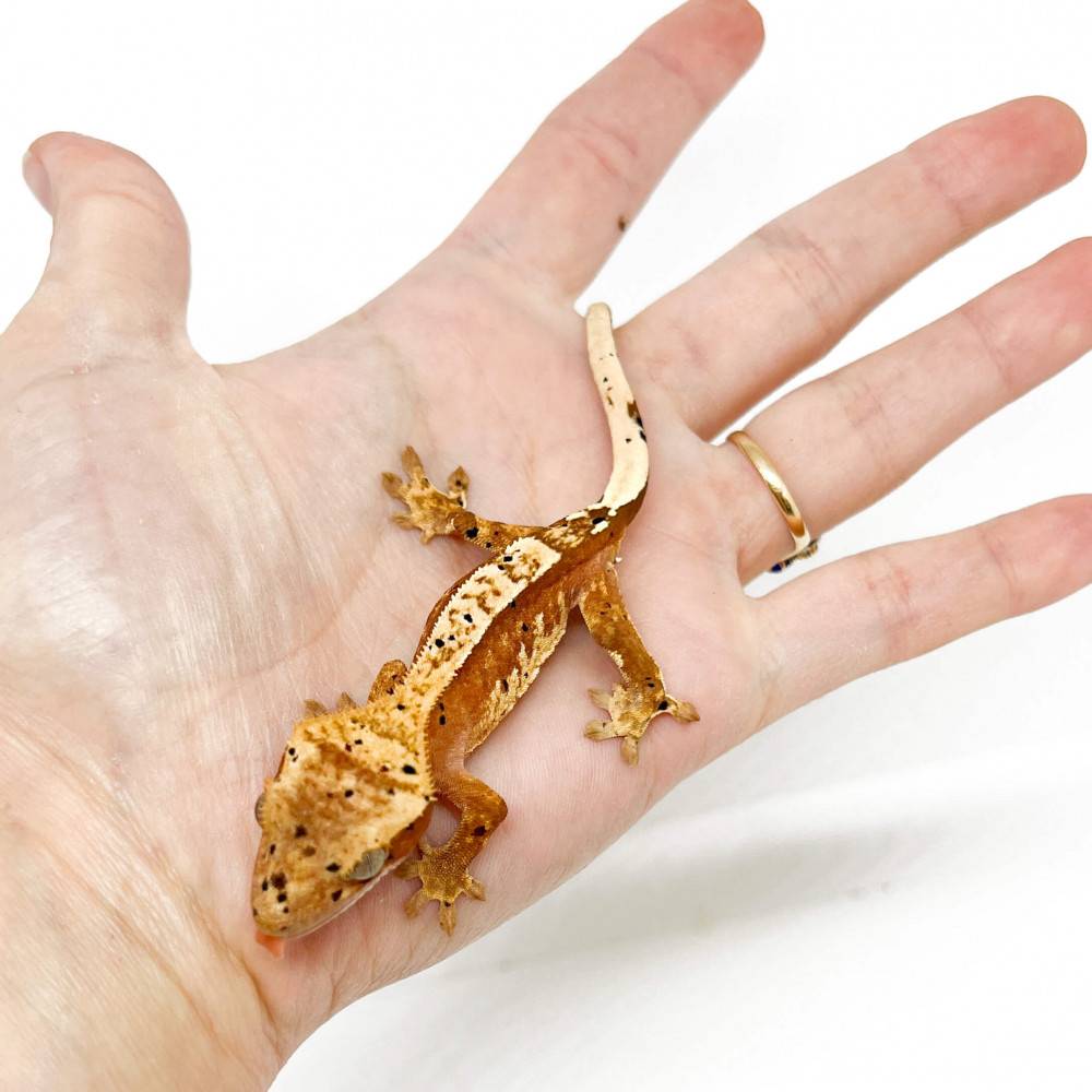 Gecko à crête "Harlequin Super Dalmatien" - Correlophus ciliatus