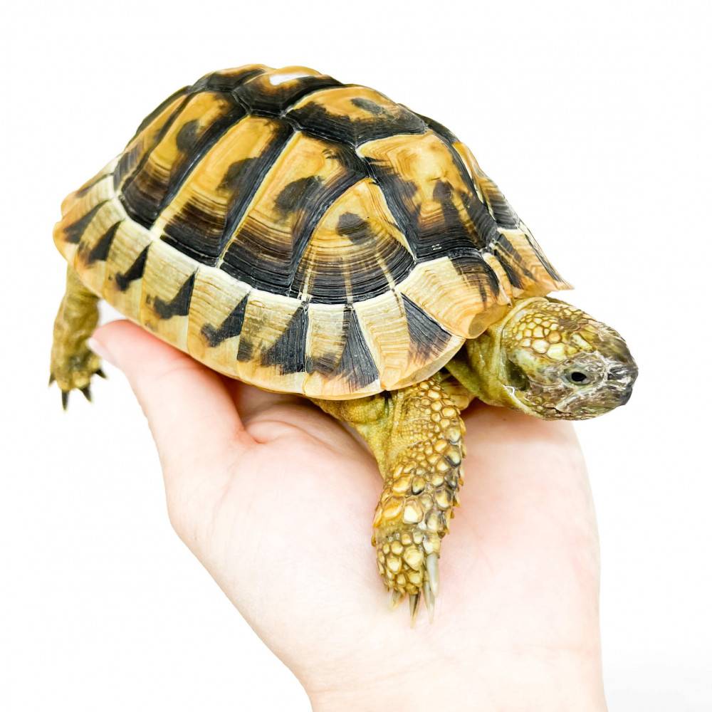 Testudo hermanni boettgeri (NC France 2012-2014) - Tortue d'Hermann