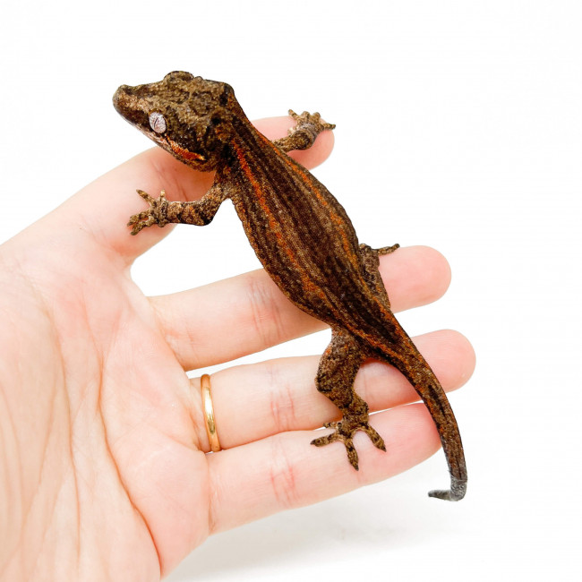Rhacodactylus auriculatus "Dark Red Stripe" - Gecko gargouille