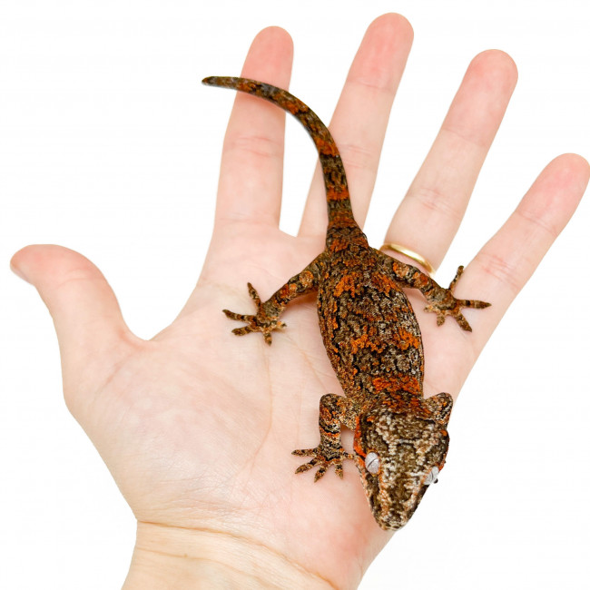 Rhacodactylus auriculatus "Red Marble" - Gecko gargouille
