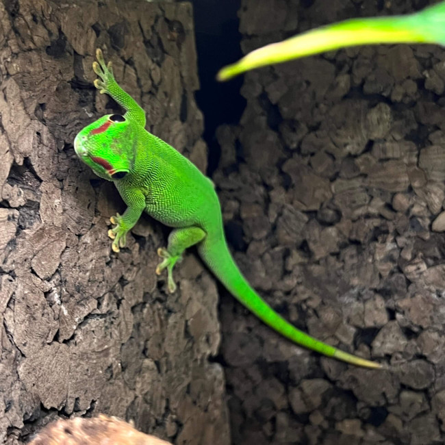 Phelsuma (madagascariensis) grandis - Gecko géant de Madagascar