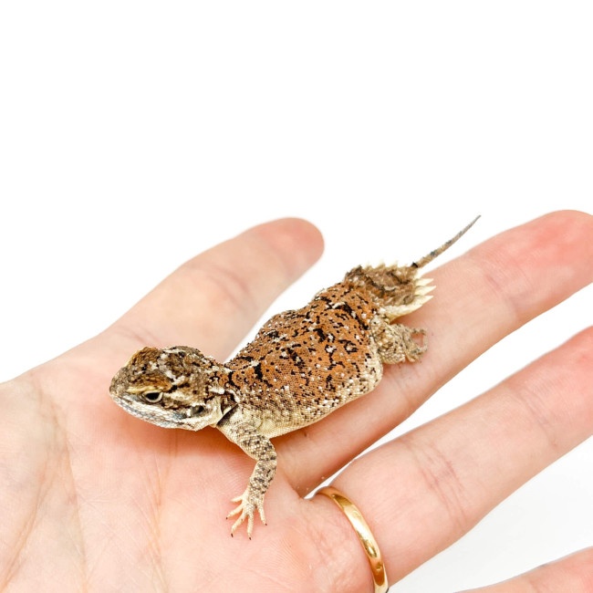 Xenagama taylori - Agame à queue de castor