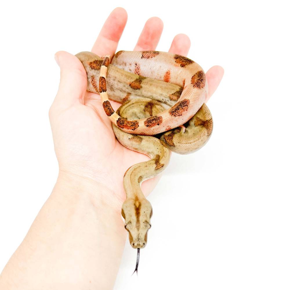 Boa constrictor sabogae - Boa de Pearl Island