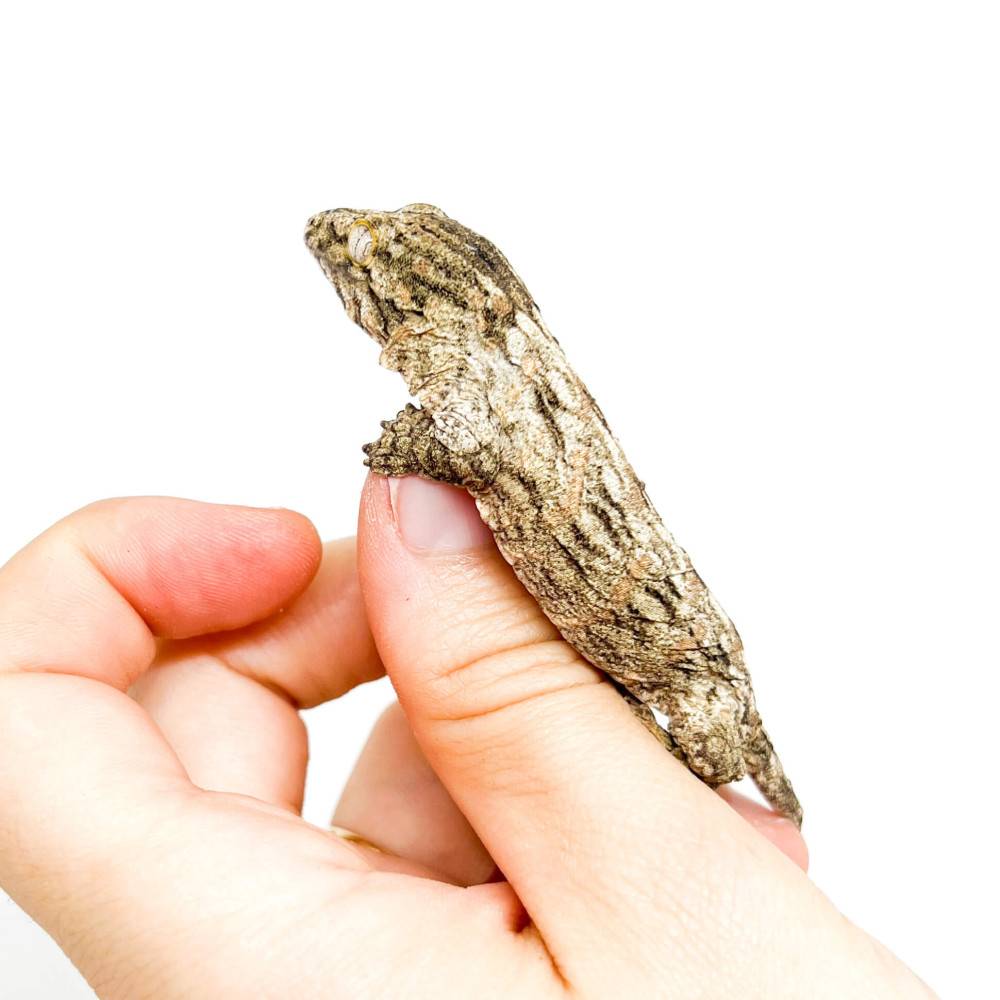 Gecko géant de Nouvelle Calédonie - Rhacodactylus leachianus