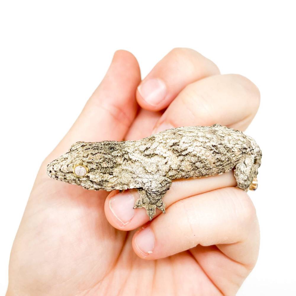 Gecko géant de Nouvelle Calédonie - Rhacodactylus leachianus