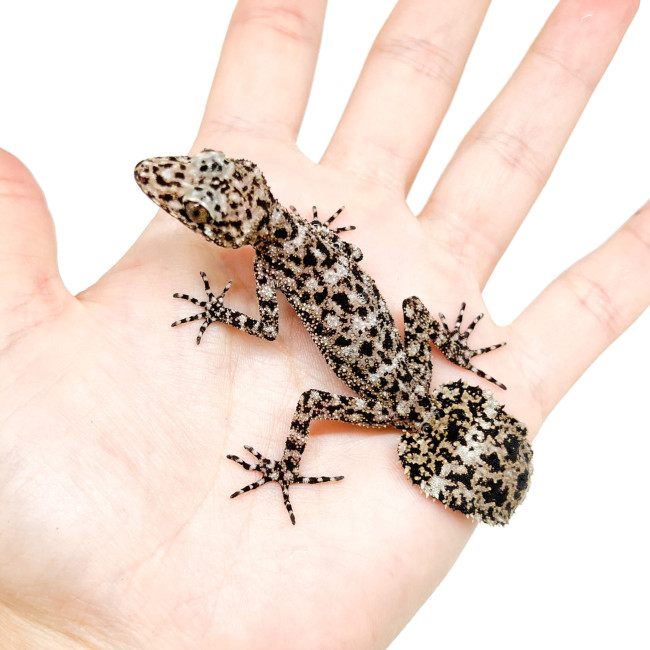 Phyllurus amnicola - Gecko australien à queue feuille