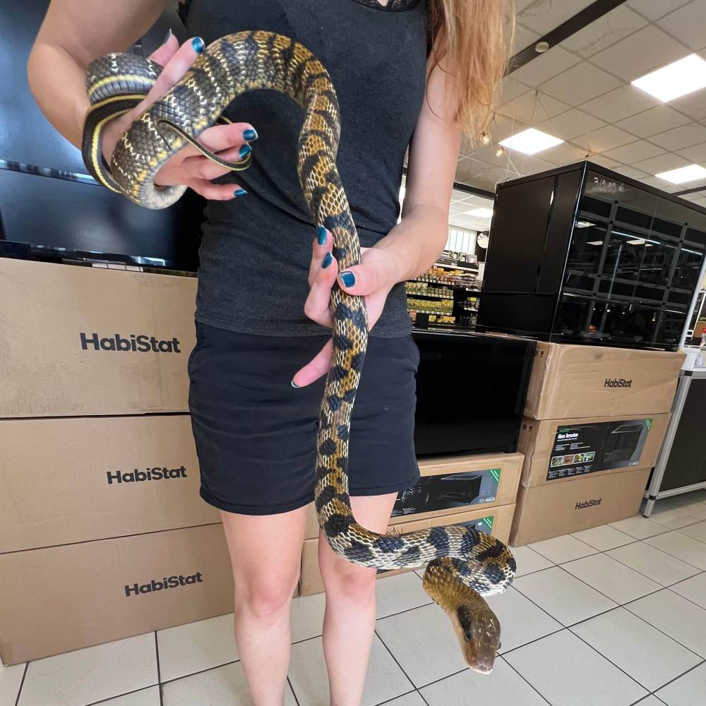 Orthriophis (Elaphe) taeniura friesei- Serpent ratier de Taïwan