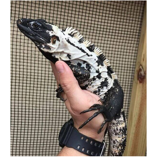 Ctenosaura pectinata - Iguane à queue épineuse de l'Ouest