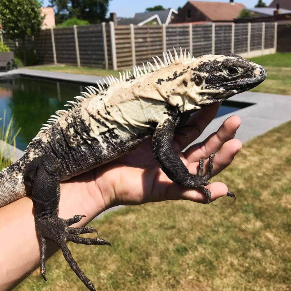 Ctenosaura pectinata - Iguane à queue épineuse de l'Ouest