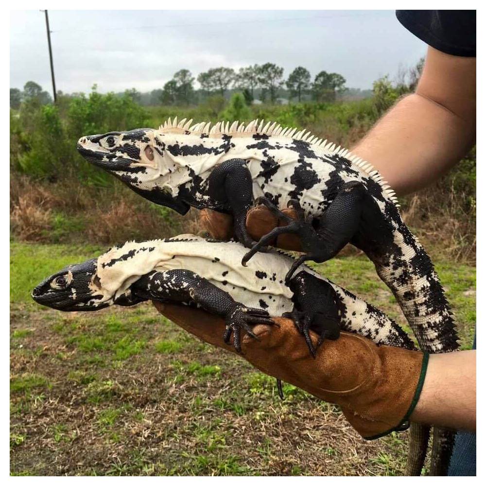 Ctenosaura pectinata - Iguane à queue épineuse de l'Ouest