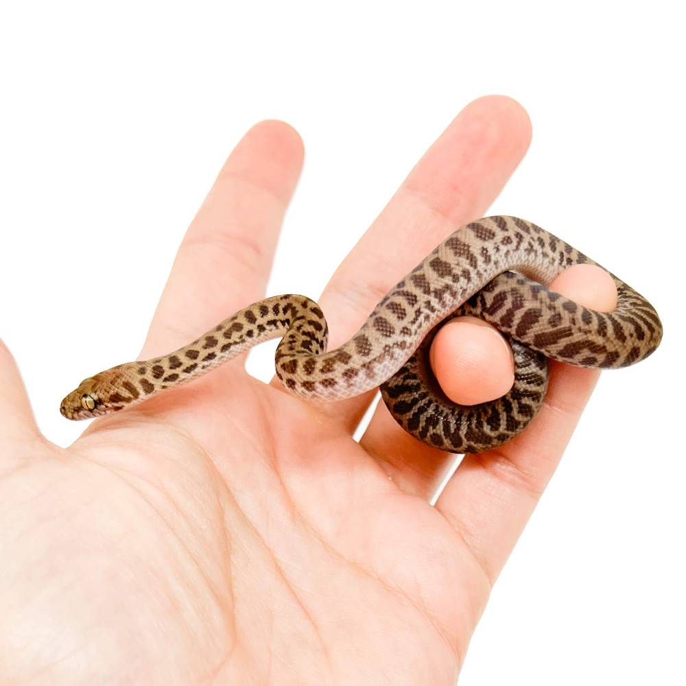 Antaresia stimsoni- Python de Stimson