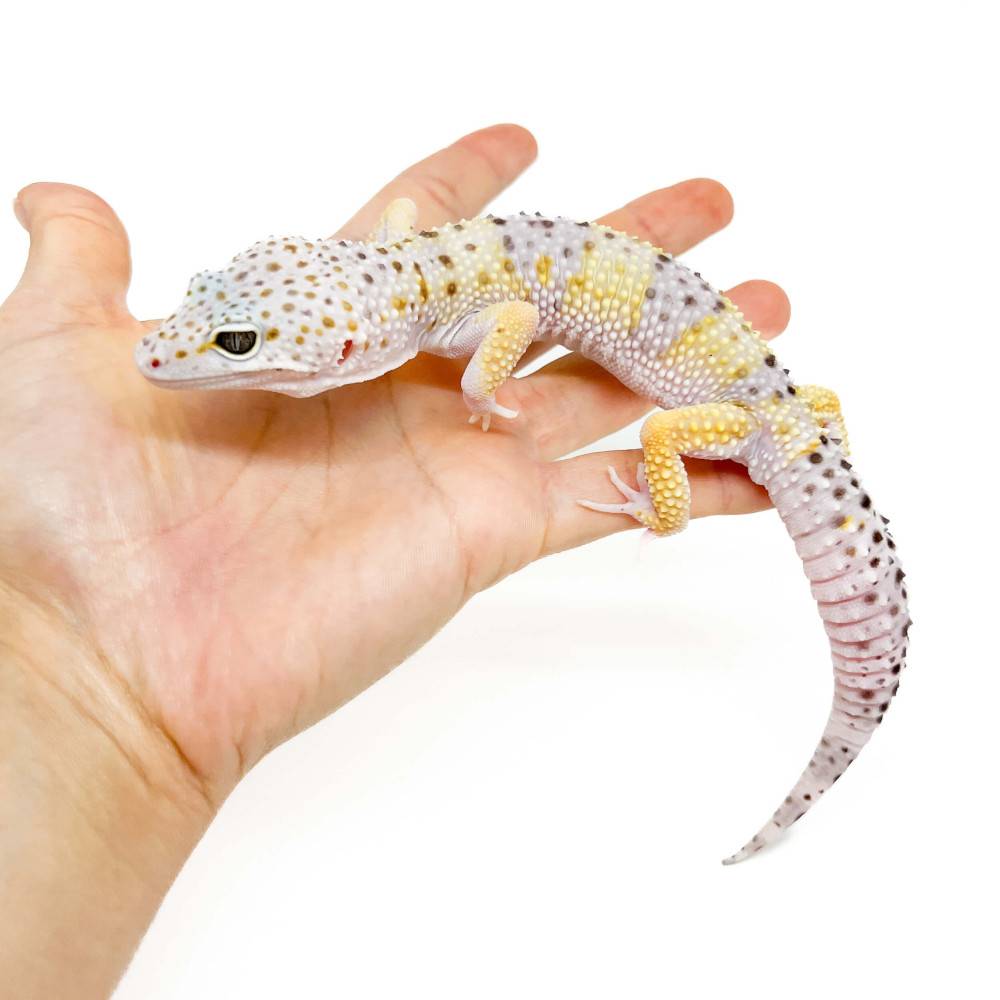 Eublepharis macularius "Hypo Mack snow" - Gecko léopard