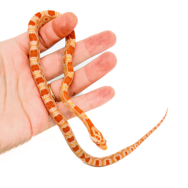 Pantherophis guttatus "Orange tiger" - Serpent des blés