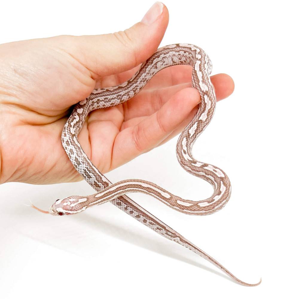 Pantherophis guttatus "Tessera Anery Aberrant Ultramel" - Serpent des blés