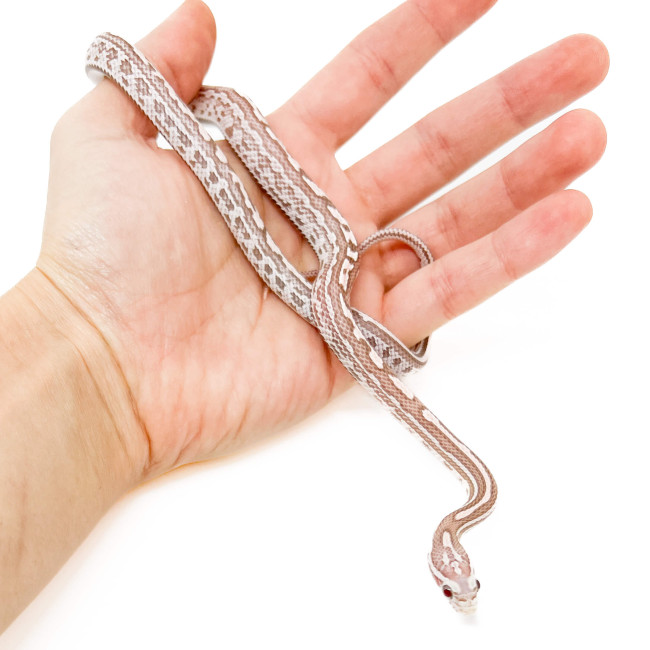 Pantherophis guttatus "Tessera Anery Aberrant Ultramel" - Serpent des blés