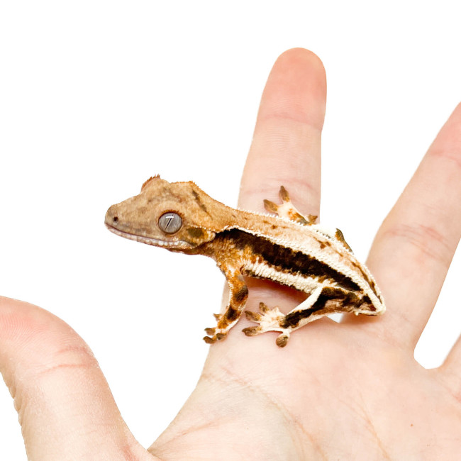 Correlophus ciliatus "Lilly White" (TAIL LESS) - Gecko à crête