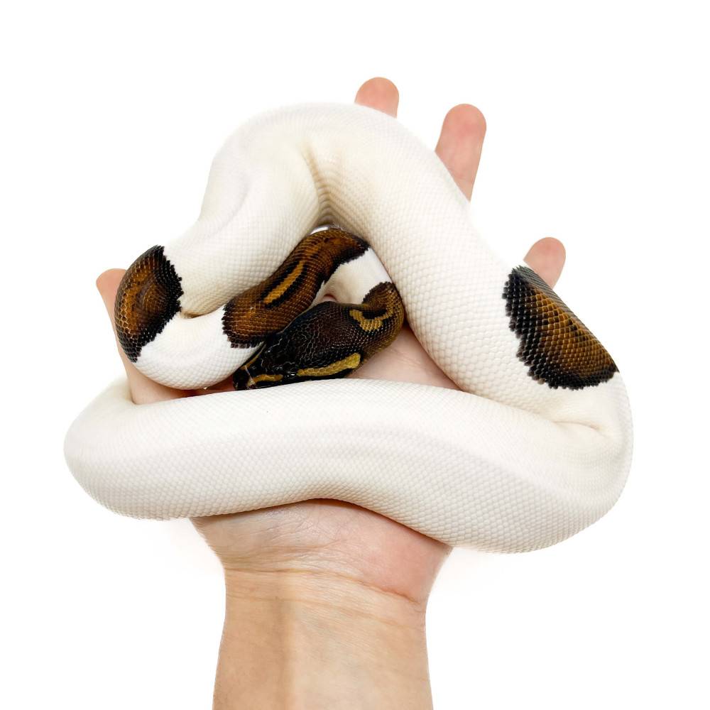 Python regius "Black Pastel Piebald" - Python royal