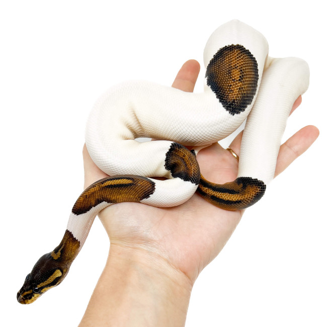 Python regius "Black Pastel Piebald" - Python royal