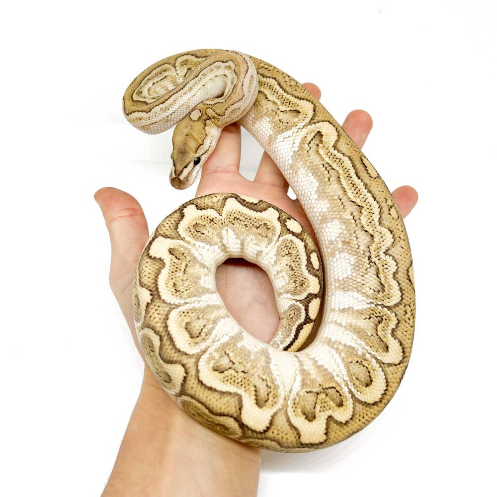 Python regius "Bamboo het Clown" - Python royal