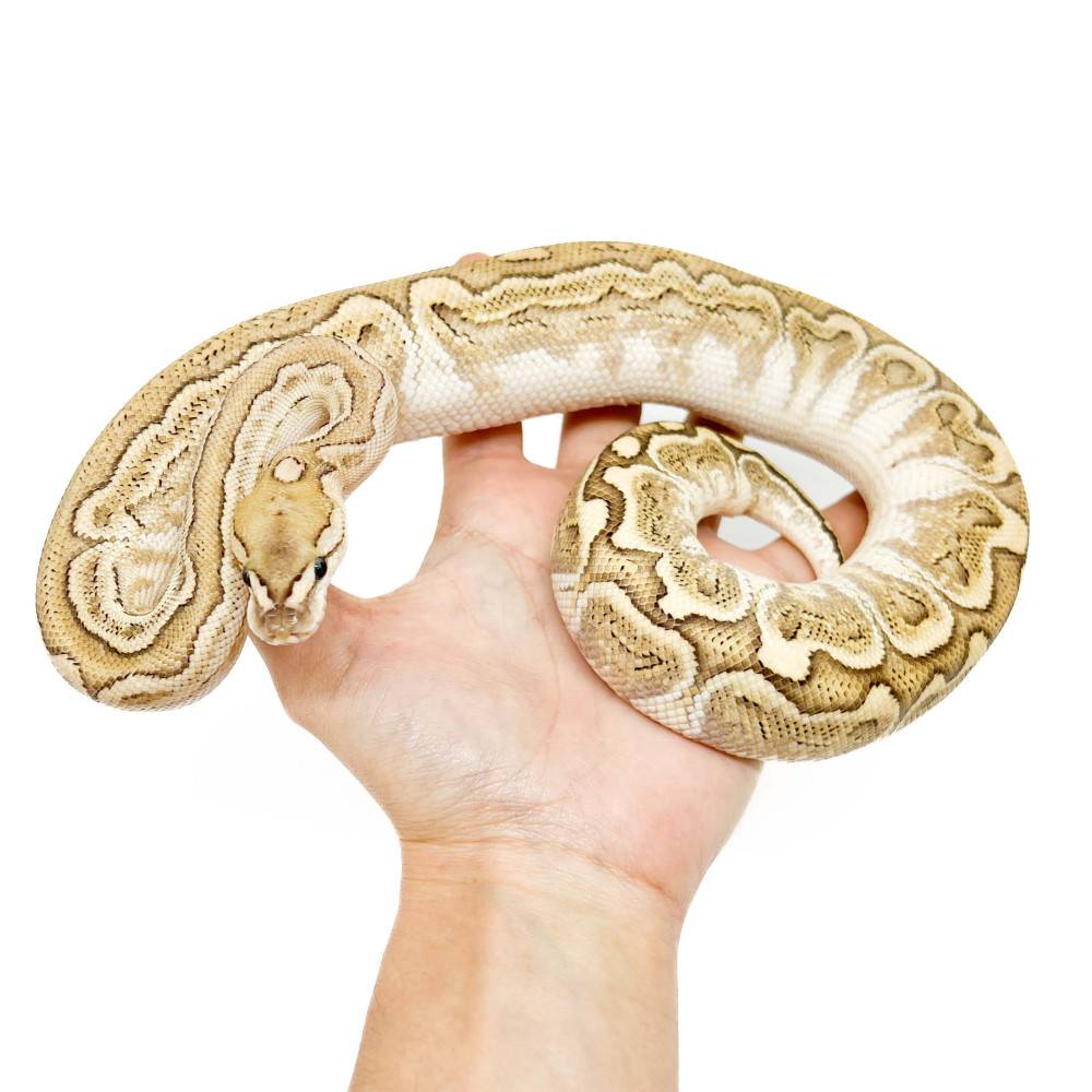 Python regius "Bamboo het Clown" - Python royal