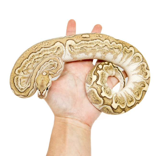 Python regius "Bamboo het Clown" - Python royal