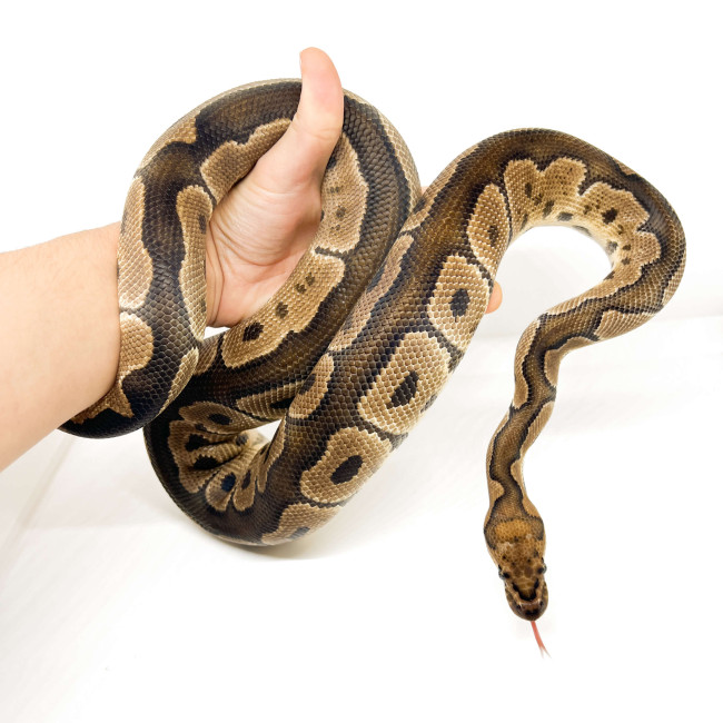 Python regius "Pastel Clown" - Python royal