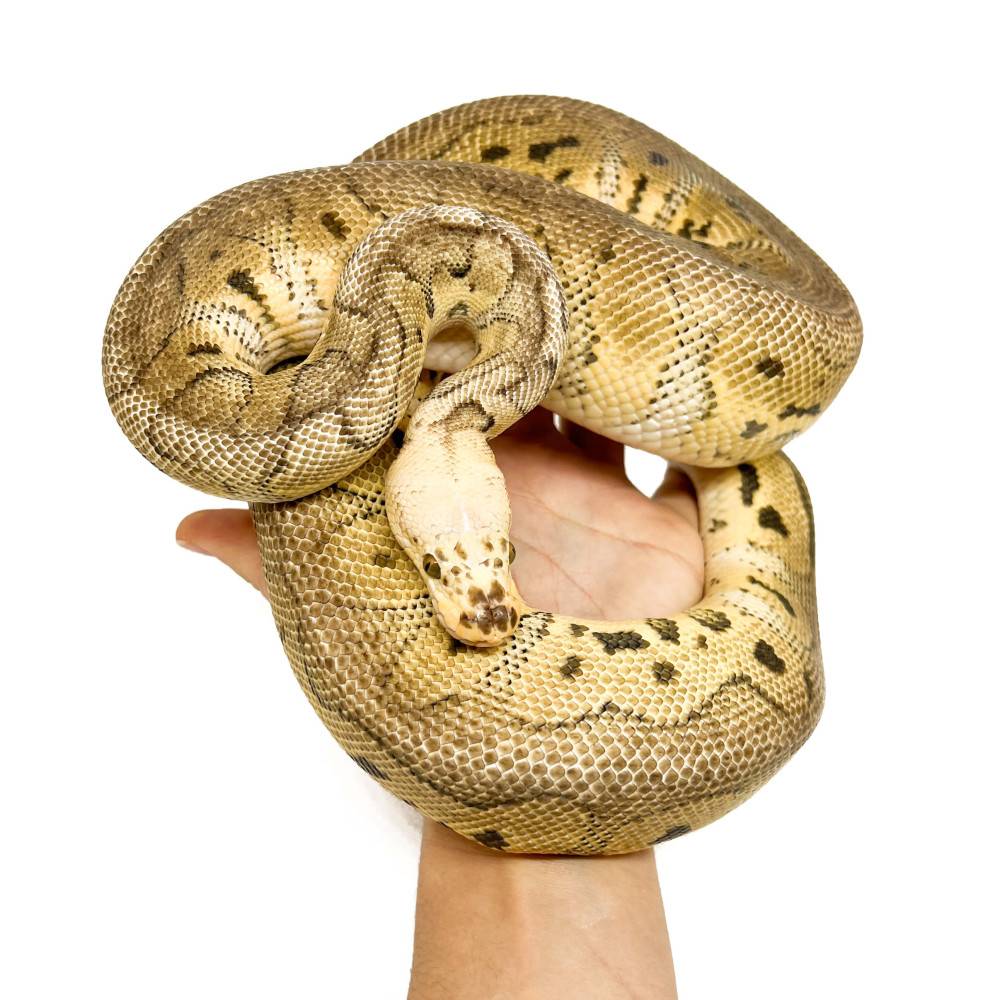 Python royal "Super pastel Clown" - Python regius