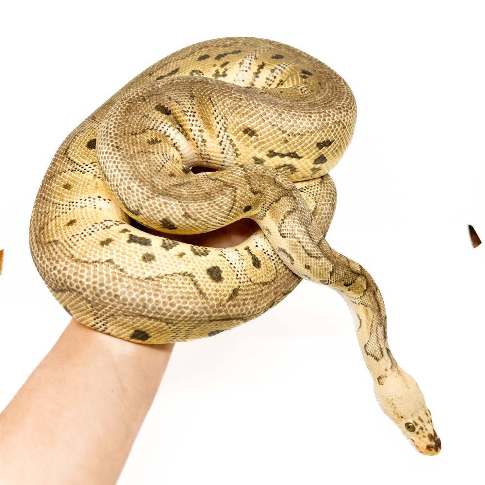 Python royal "Super pastel Clown" - Python regius