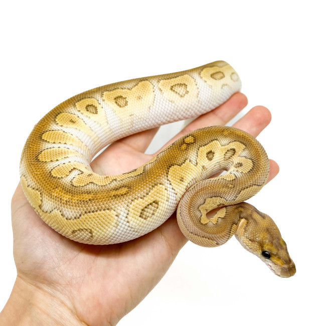 Python regius "Butter Clown" - Python royal
