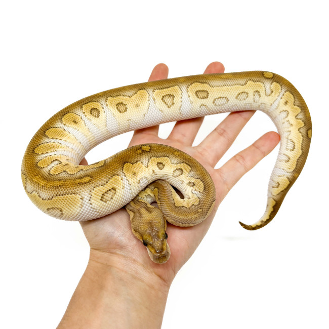 Python regius "Butter Clown" - Python royal