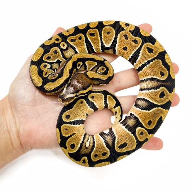 Python regius Sélection - Python royal