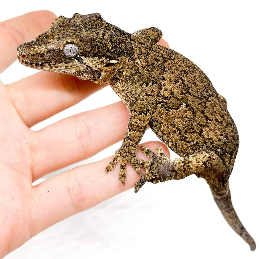 Rhacodactylus auriculatus COUPLE "Silver Marble" - Gecko gargouille