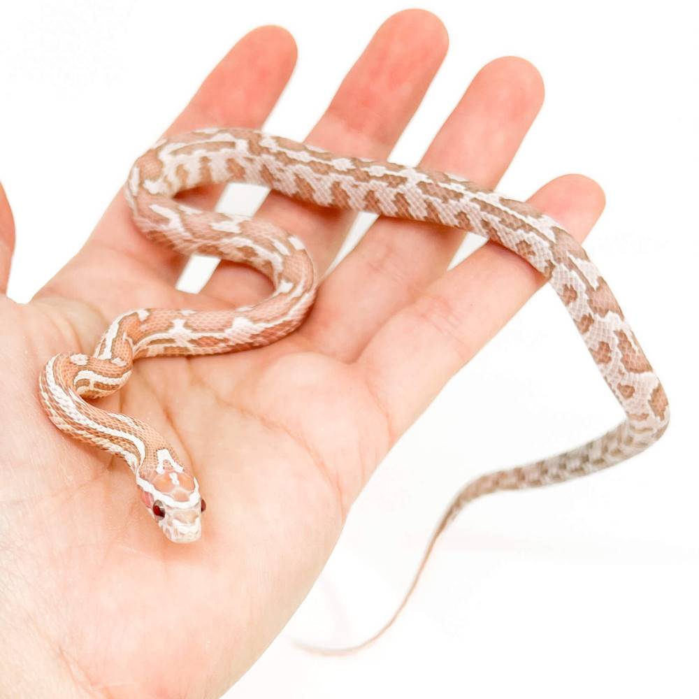 Pantherophis guttatus "Anery Aberrant Ultramel" - Serpent des blés